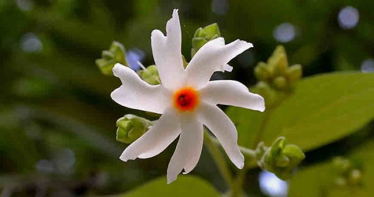 Medicinal use of Harsingar(Night jasmine) - bimbima
