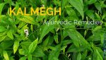Medicinal Use Of Kalmegh (Andrographis Paniculata) - bimbima