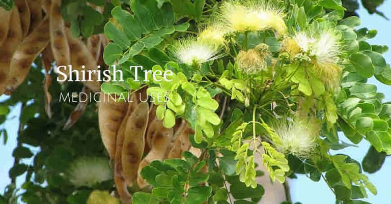 Medicinal use of Shirish(Albizia Lebbeck) - bimbima