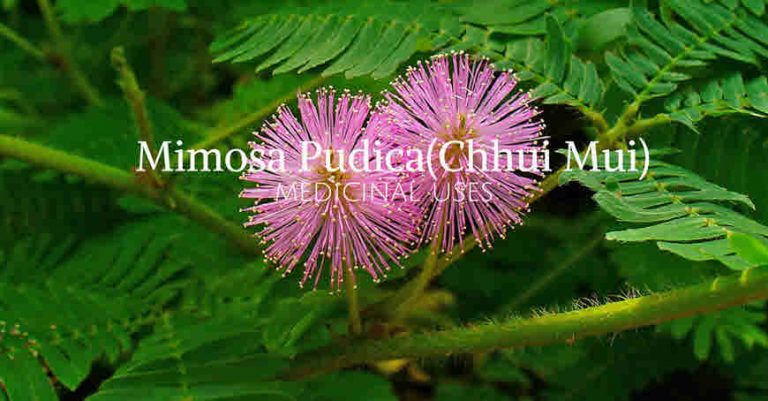 Medicinal uses of Mimosa Pudica or Sensitive plant - bimbima