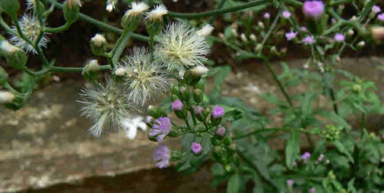 Sahadevi plant : Botanical description, medicine usage, health benefits