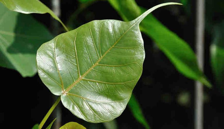 Medicinal Uses of Peepal Tree - bimbima