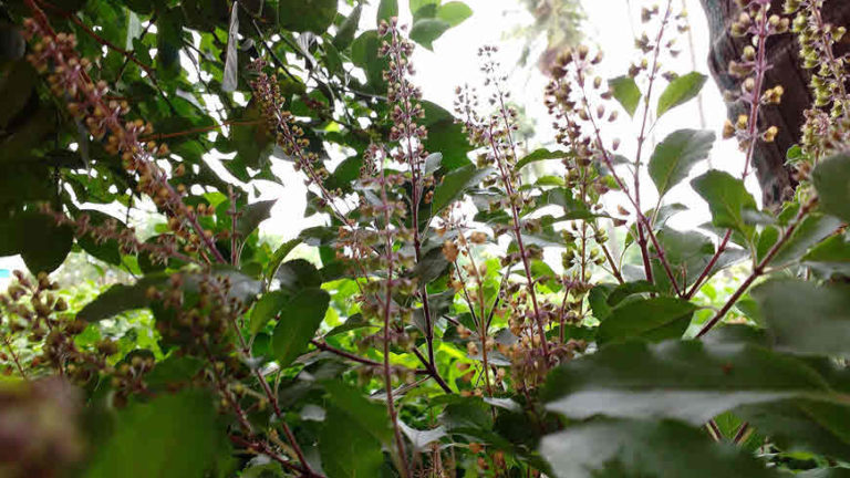 tulsi uses, tea side effects, features of tulsi plant in english
