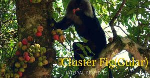 Medicinal Use Of Gular Tree Or Cluster Fig Tree - bimbima