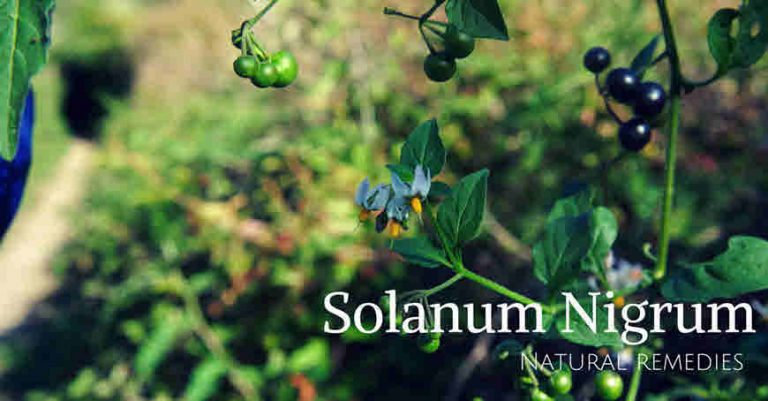 Makoi plant (Solanum nigrum) Medicinal Uses & Side-effects - bimbima
