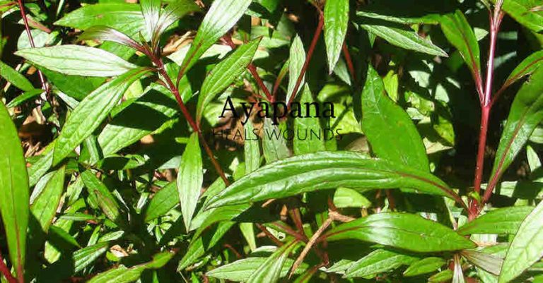 Ayapana (Eupatorium triplinerve) Herb Information and Medicinal Uses ...