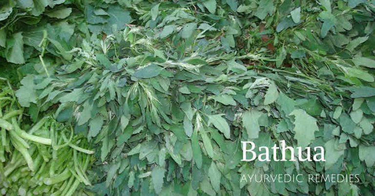 Bathua (Chenopodium album) Health Benefits - bimbima