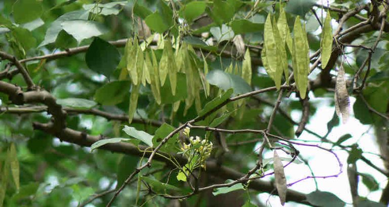 Medicinal Tree Shisham/Sissoo (Dalbergia Sissoo) - bimbima