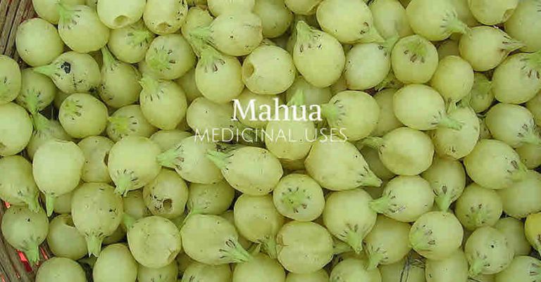 Mahua (Madhuca indica) Details and Medicinal Uses - bimbima