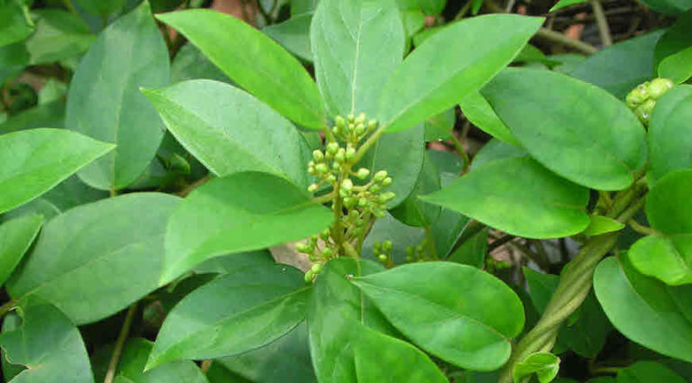 Gudmar: Uses, Health Benefits in Diabetes and Side Effects