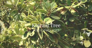 Khirni(Rayan tree) Medicinal Uses - bimbima
