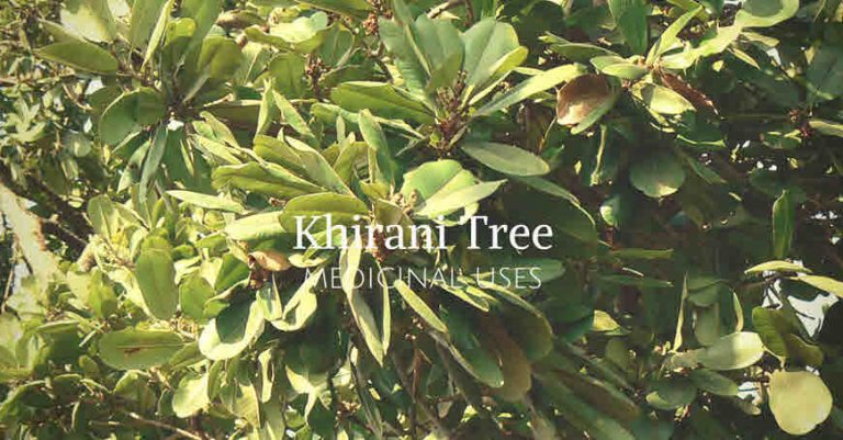Khirni(Rayan tree) Medicinal Uses - bimbima