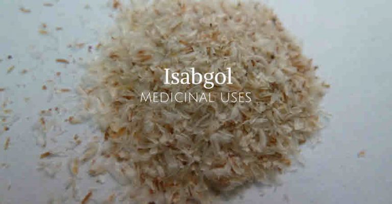 Know the Isabgol Benefits, Side effects and Dosage - bimbima