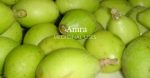 Amra (Jangli aam) Medicinal Tree - bimbima