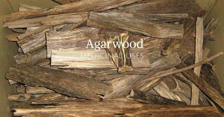 Information and Uses of Agarwood (Aquilaria agallocha) - bimbima