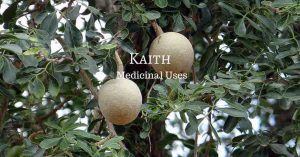 Kaith Medicinal Uses In Ayurveda - bimbima