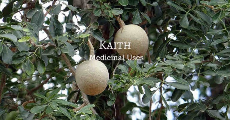 Kaith Medicinal Uses In Ayurveda - bimbima