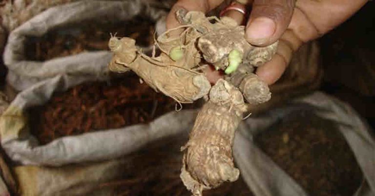 Pushkarmula Medicinal Uses and Side effects - bimbima