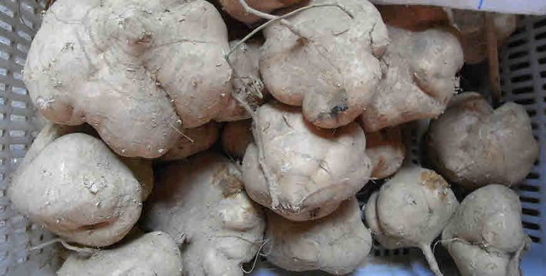 Vidarikand (Pueraria tuberosa) Benefits, Uses and Side effects - bimbima