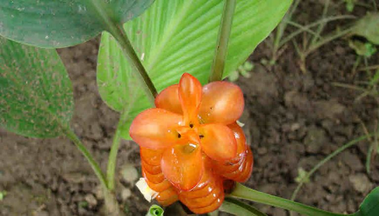 Kachur Herb Information, Medicinal Uses and Side-effects - bimbima