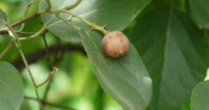 Lasora (Cordia dichotoma) Medicinal Used And Health Benefits - bimbima