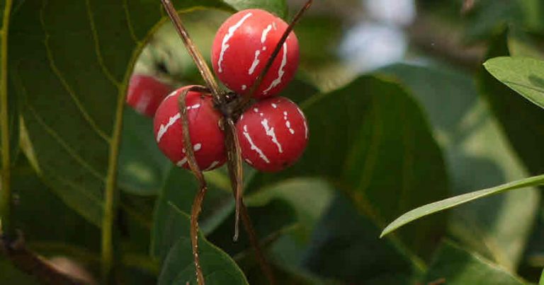 Shivlingi - Lingini (Bryonopsis laciniosa) Medicinal Uses and More ...