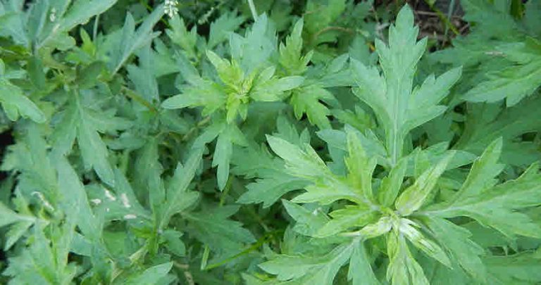 Mugwort (Artemisia vulgaris) Benefits, Uses, Cation and More - bimbima