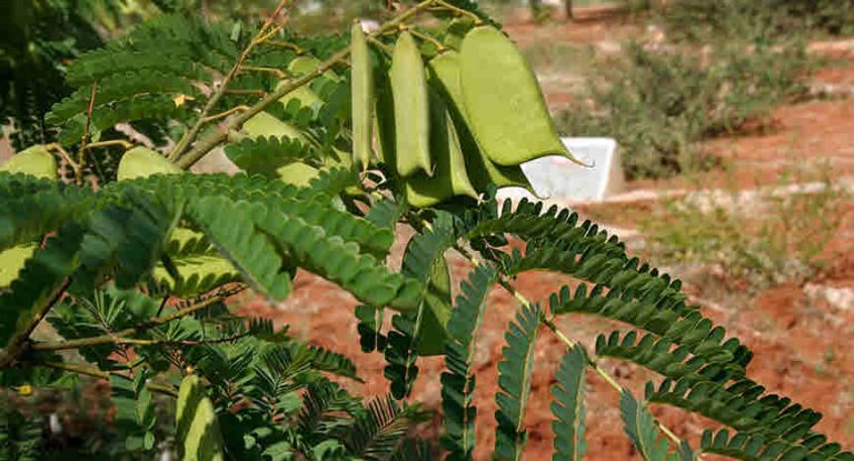 Patranga (Sappan Wood) Caesalpinia sappan Information, Uses and ...