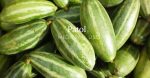 Pointed-gourd : Patol (Parwal) Amazing Vegetable For Health - bimbima