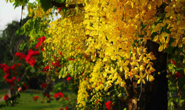 Amaltas (Cassia fistula) Tree, Seeds, Leaves Uses and Health Benefits