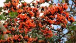 Palash Tree (Butea monosperma) Health Benefits and Medicinal Uses